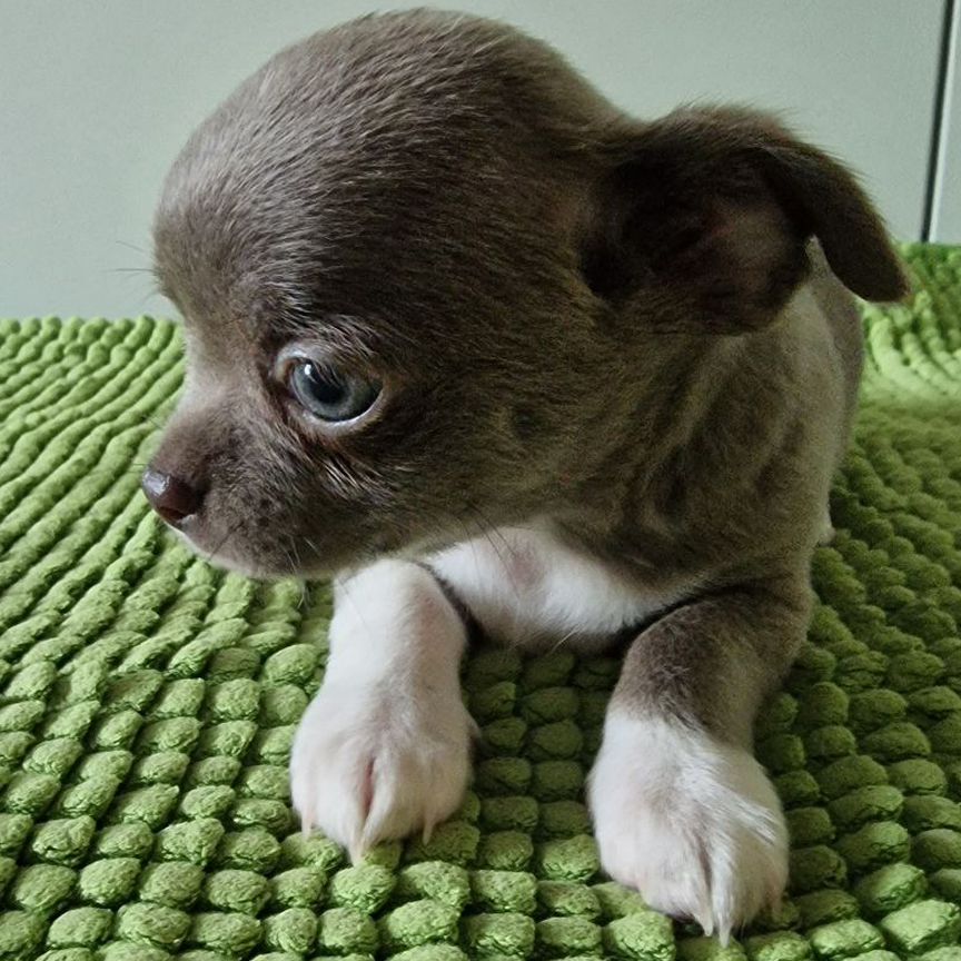 Щенки чихуахуа мальчики и девочки