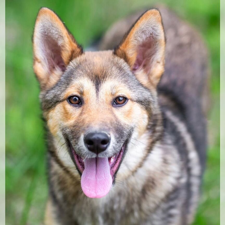 Взрослая собака в добрые руки