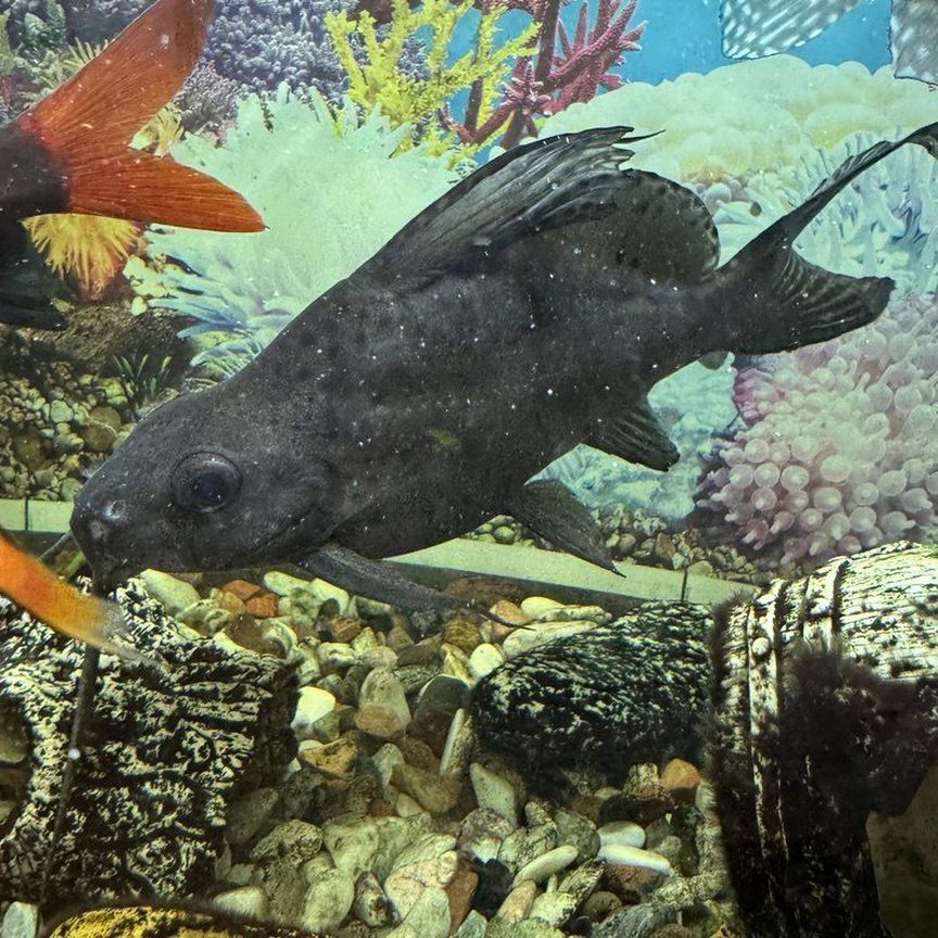 Аквариумные сомы