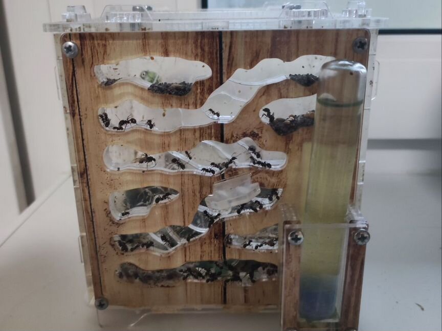 Муравьиная ферма с муравьями вертикальная