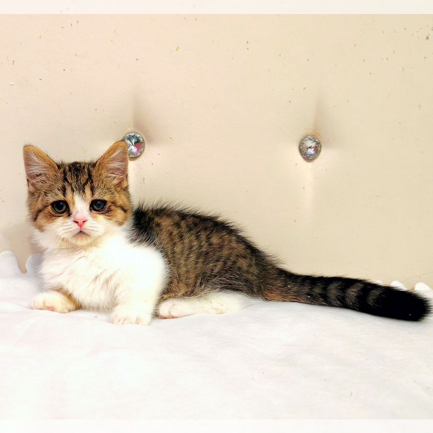 Манчкин котёнок