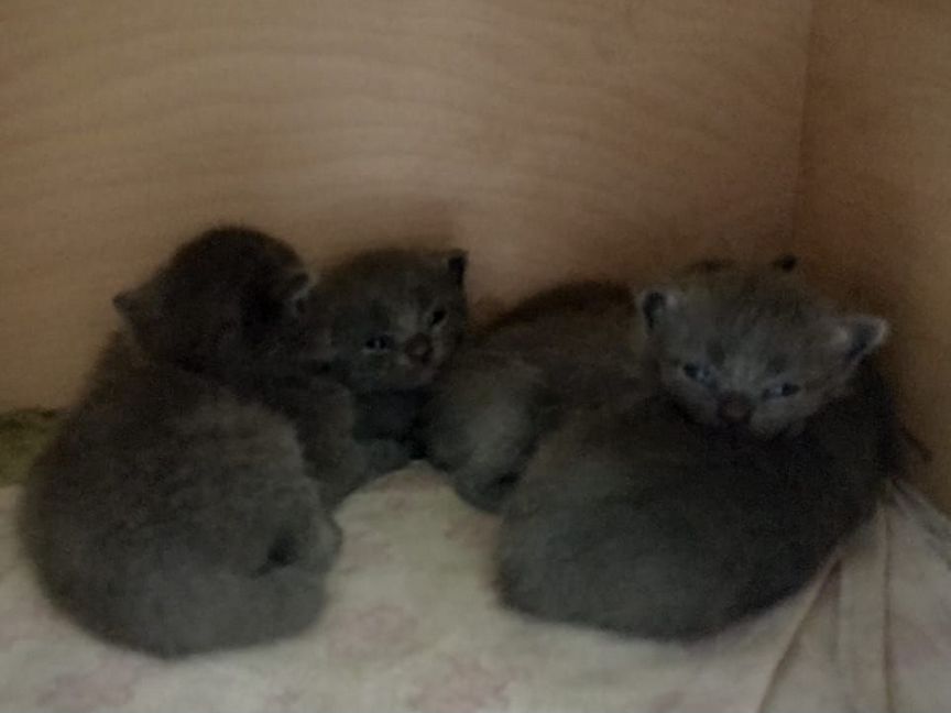 Котята