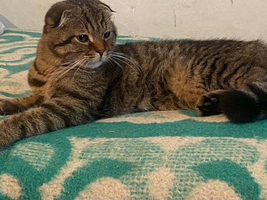 Шикарный котик ищет дом