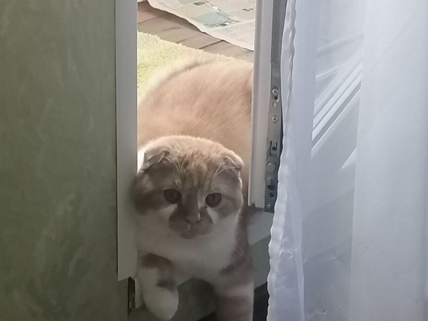 Шотландский котик