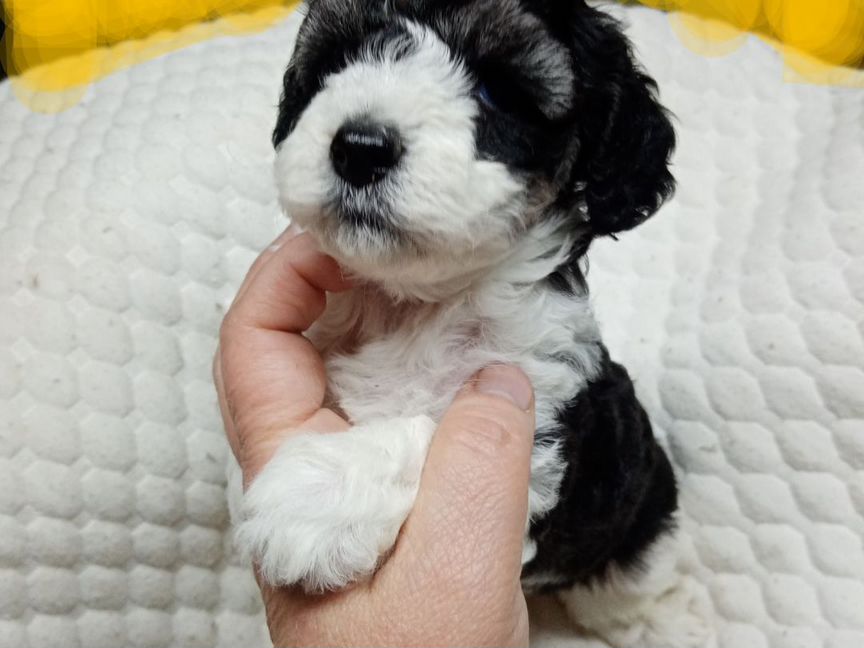 Пудик-арлекин, щенок