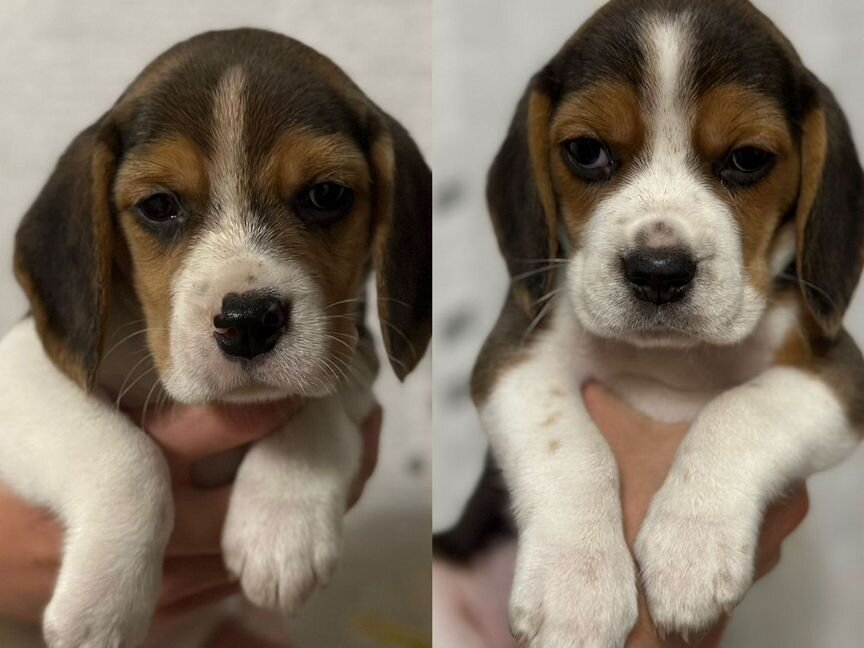 Щенки бигль