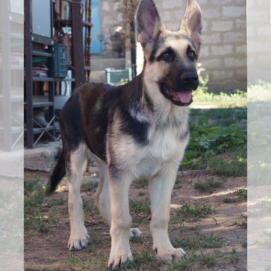 Восточноевропейская овчарка щенки