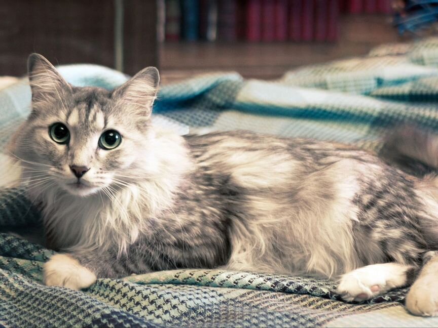 Кот