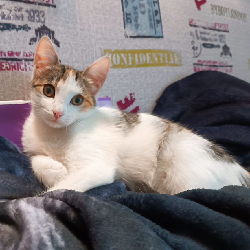 Котёнок в добрые руки