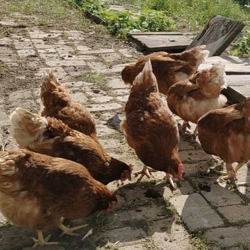 Куры несушки продам