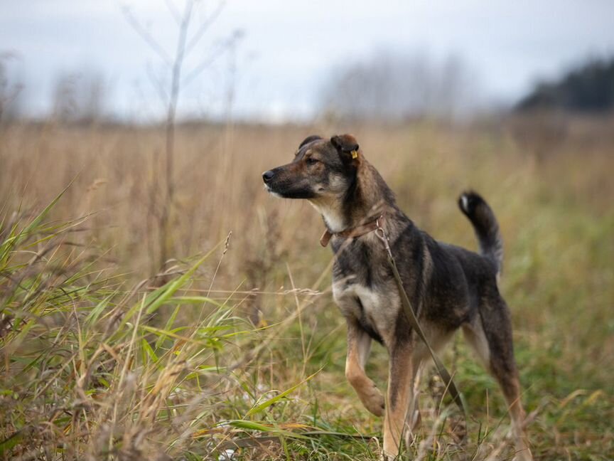 Очень умная собака Найда в дар