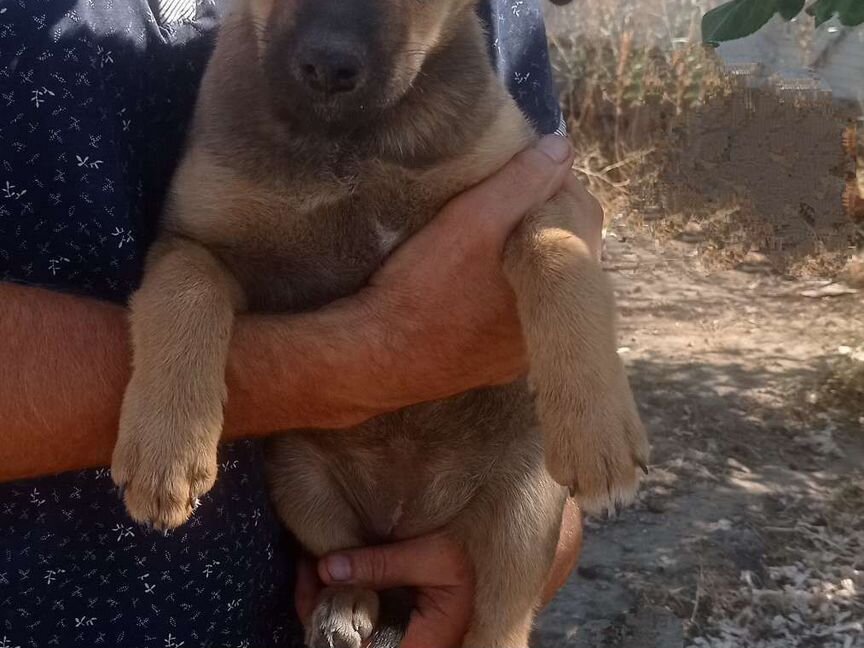 Милая девчонка,2.5 мес