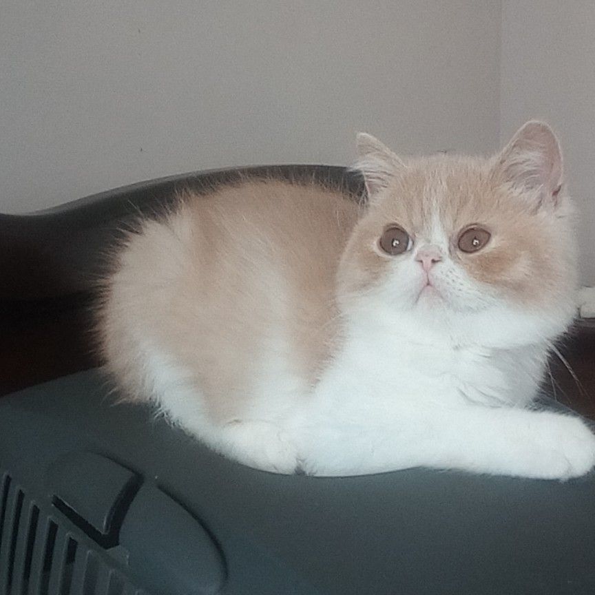 Экзотик 3 мес