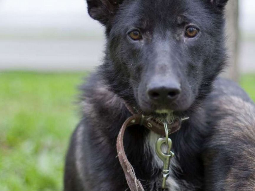 Немецкая чёрная овчарка, метис в добрые руки