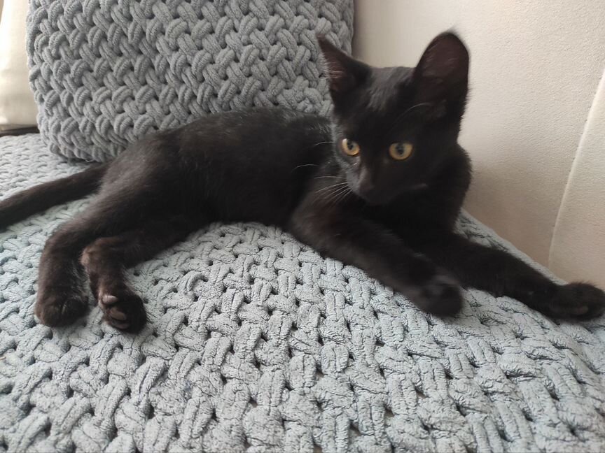 Кошка в дар