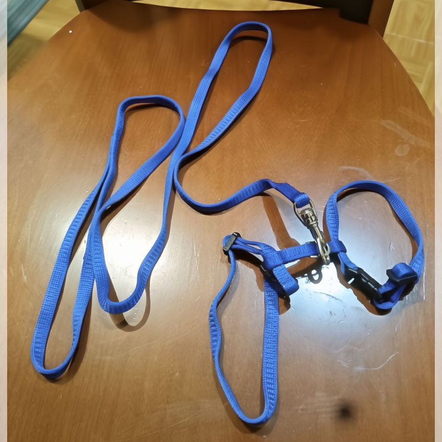 Шлейка для котенка