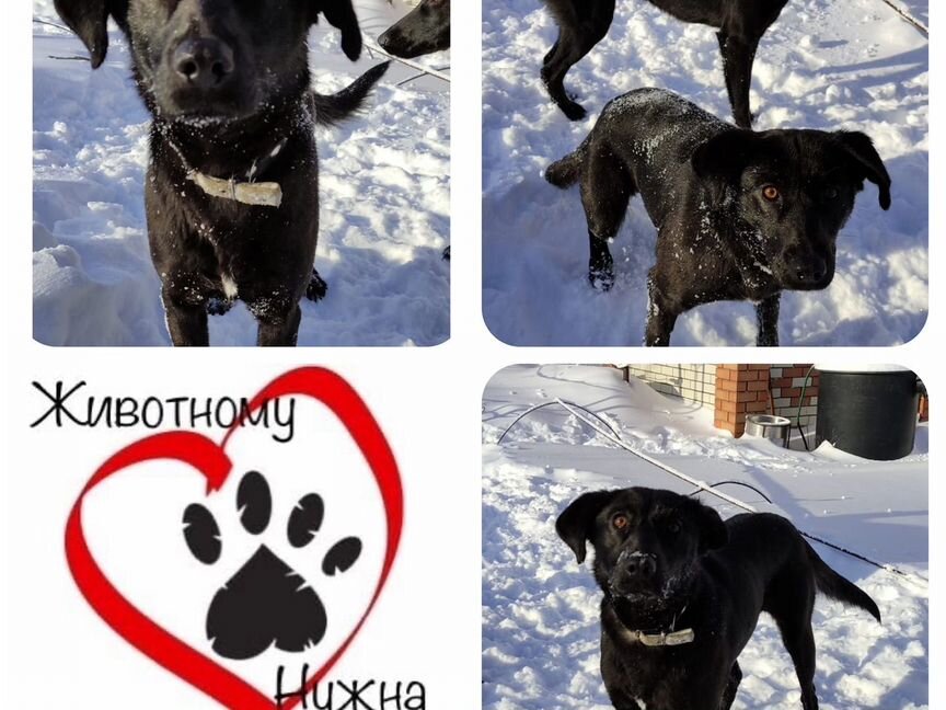 Лабрадор метис