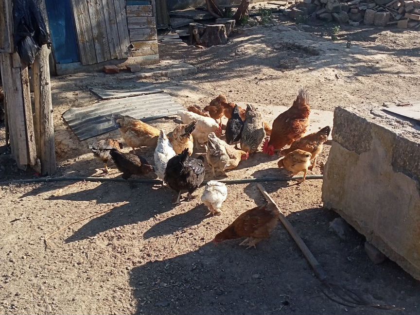 Продаются курочки и цыплята