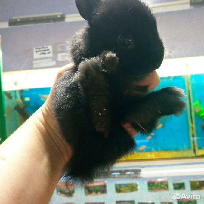 Карликовые кролики малыши