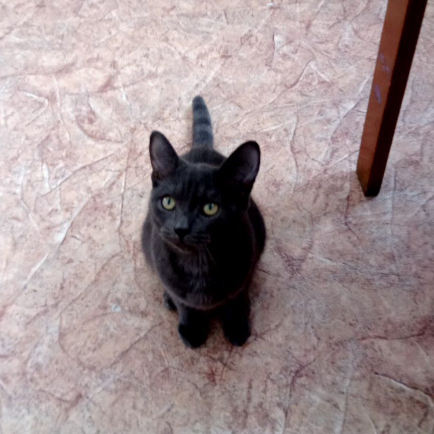 Отдам кота в добрые руки бесплатно