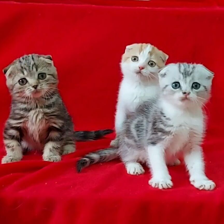Шотландские котята вислоухие
