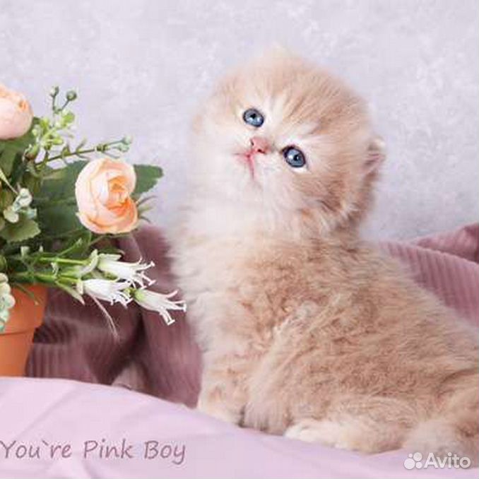 Британский малыш Эксклюзивного окраса