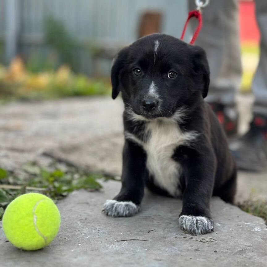 Щенок Альма ищет дом