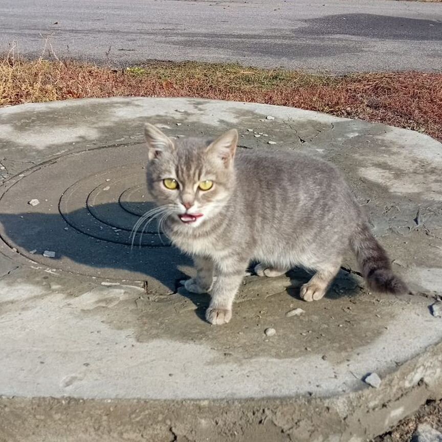 Спасите котенка и маму-кошку от морозов и голода