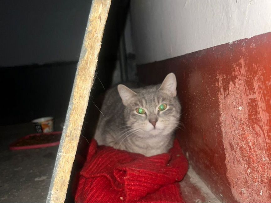 Ласковый домашний котик ищет дом