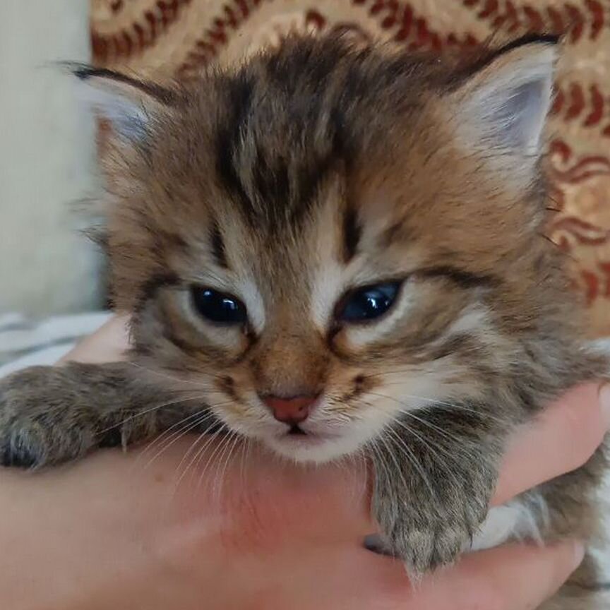 Котята в добрые руки бесплатно