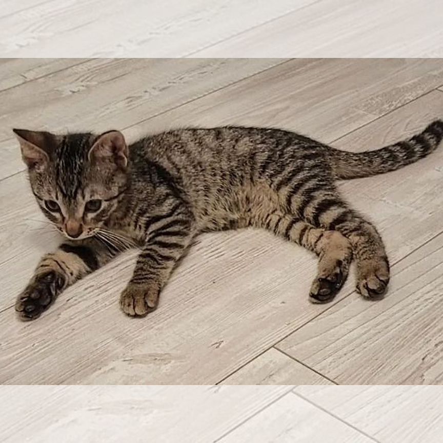 Котёнок в добрые руки