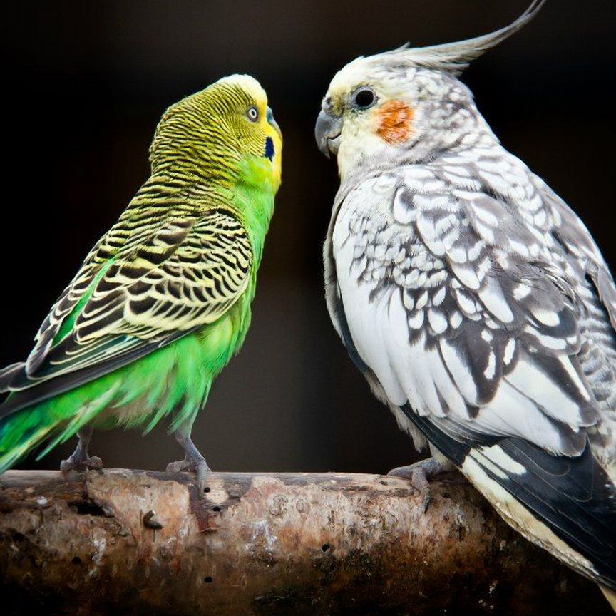 Птенцы мелких видов попугаев