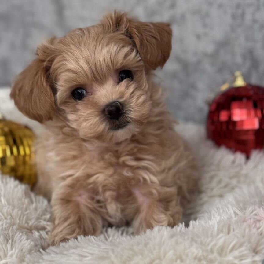 Мальтипу, щенок