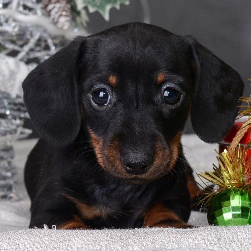 Кроличья такса, щенок