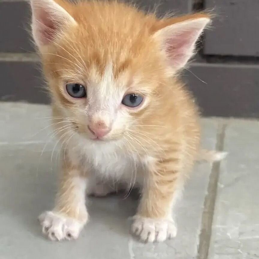 Котёнок в добрые руки