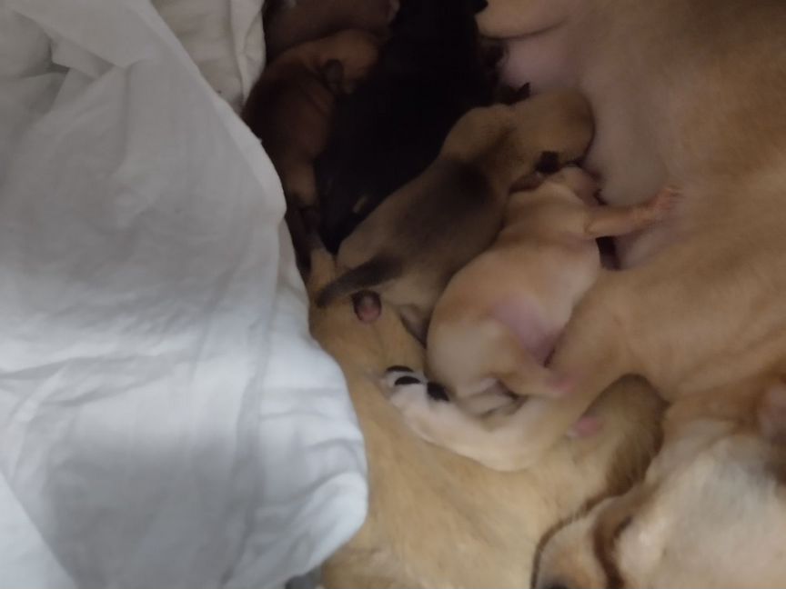 Щенки чихуахуа