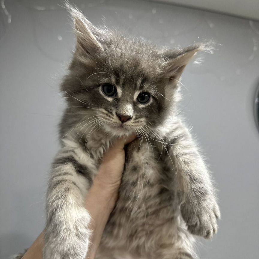 Котята мейн-кун