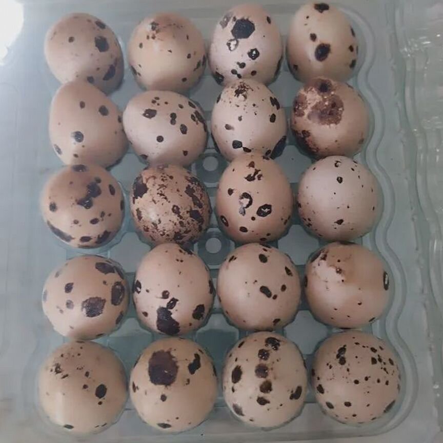Яйца перепелиные инкубационное техас