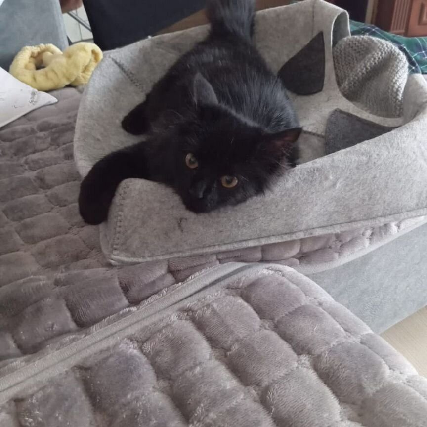 Отдам бесплатно кошку