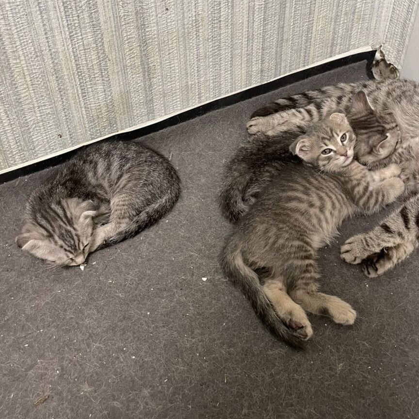 Шотландский вислоухий короткошёрстный котёнок