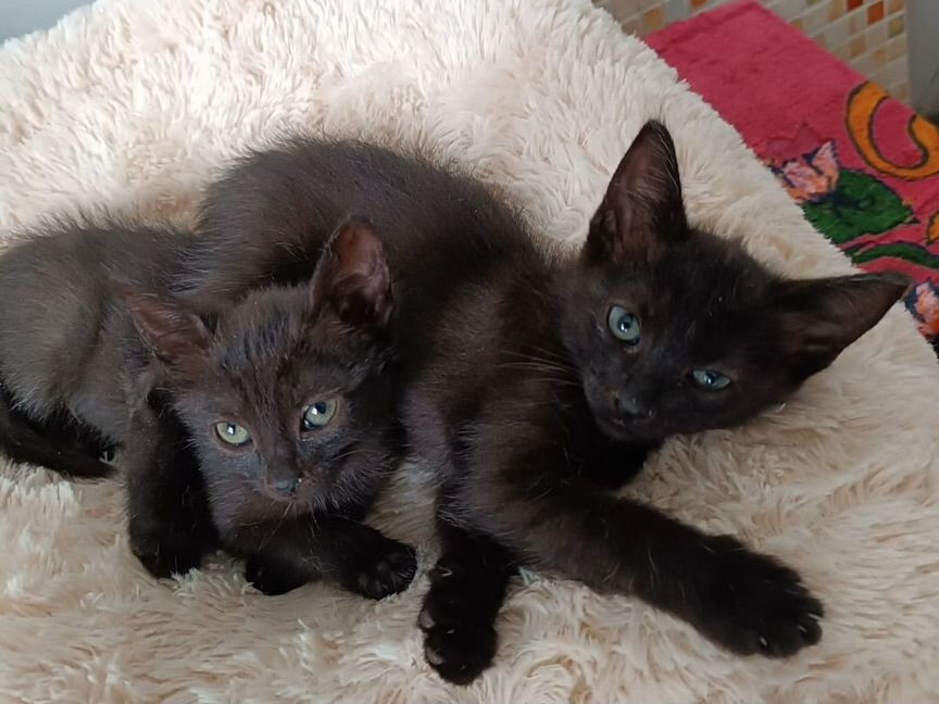 Котята, 1,5 мемяца