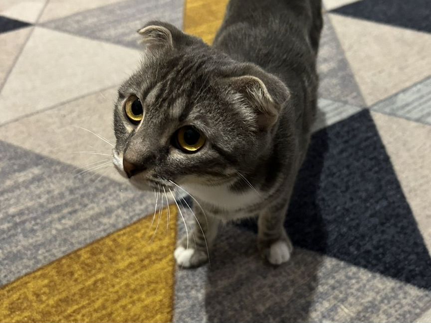 Кошка вислоухая