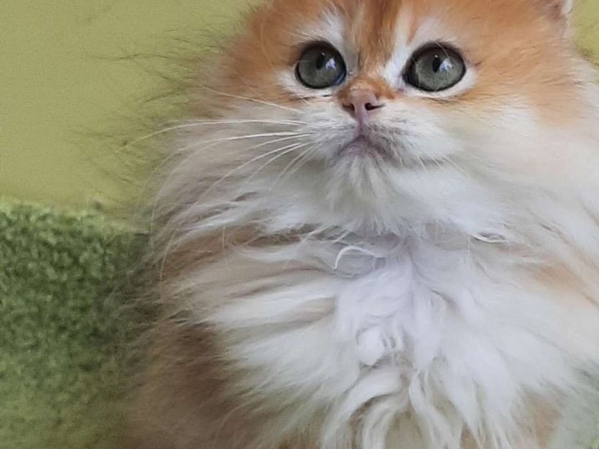 Золотой мальчишка