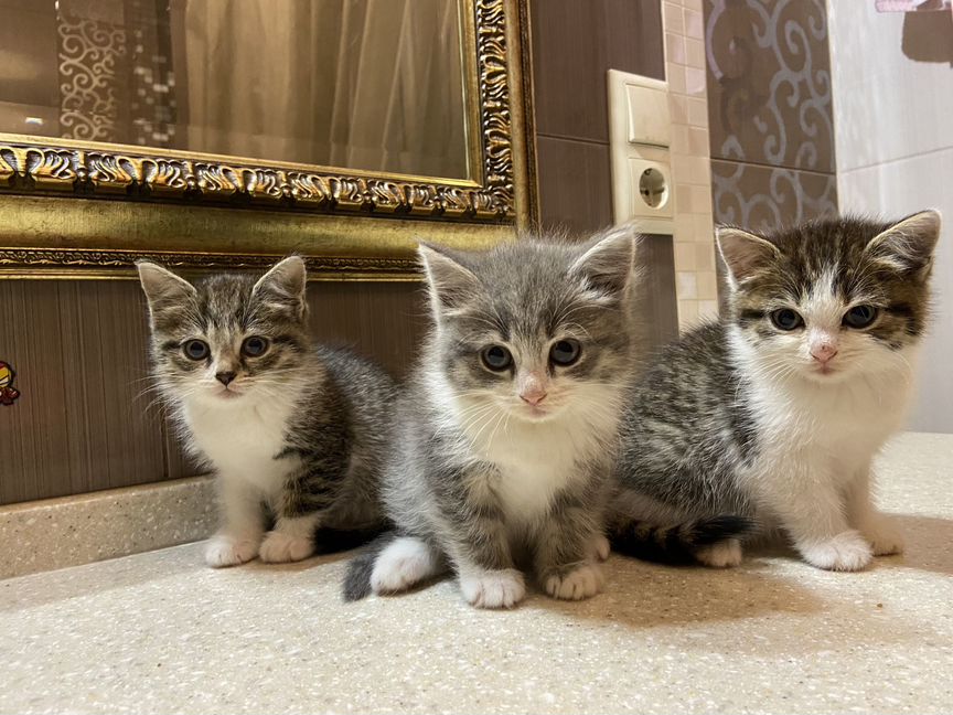 Кошки