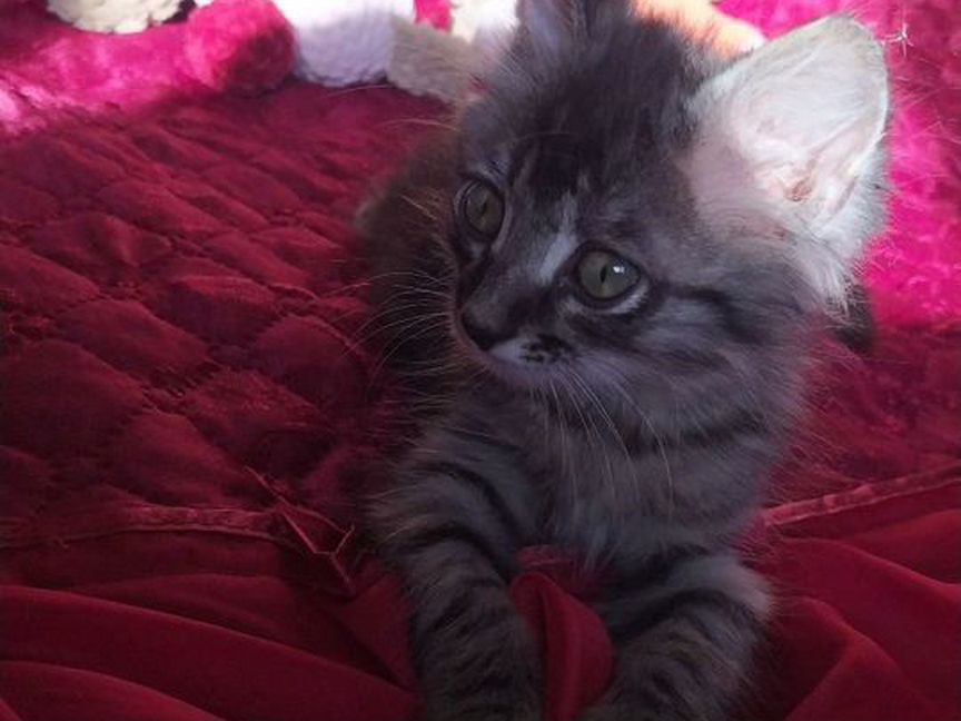 Пушок ищет дом