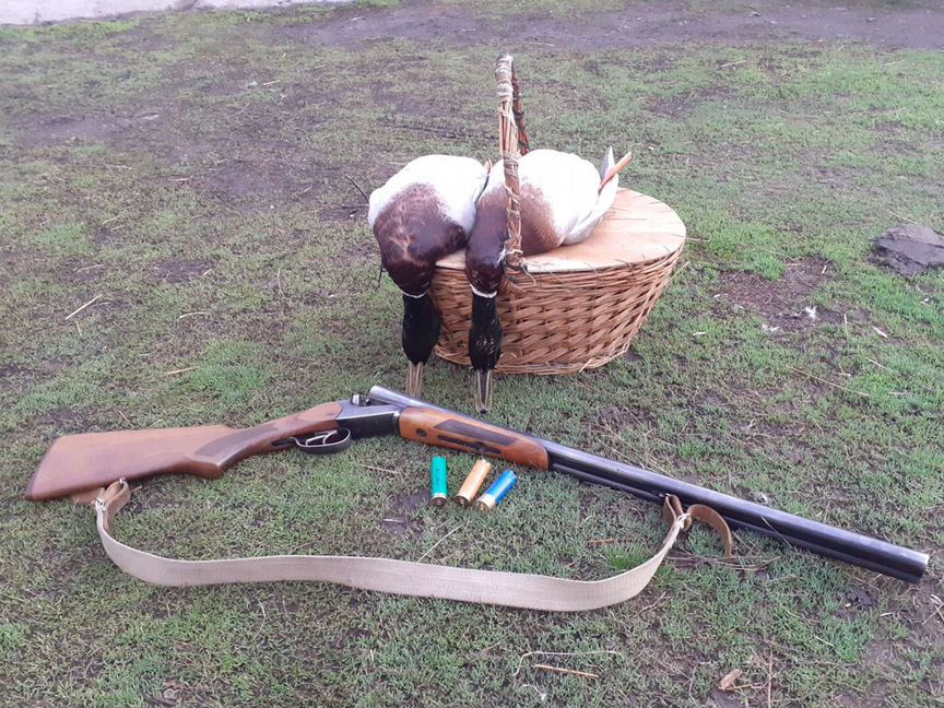 Утки подсадные тульские. Чубарые