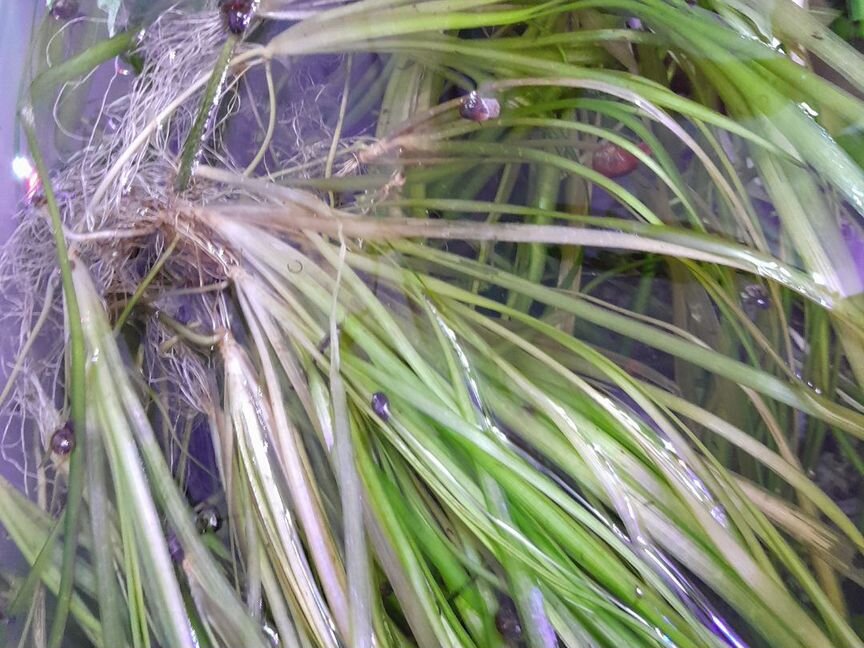 Валеснерия, цена за всё