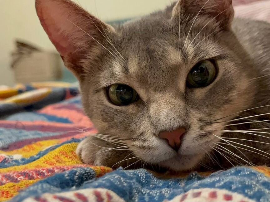 Кошка