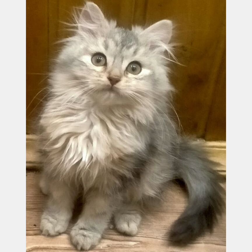 Сибирские котята