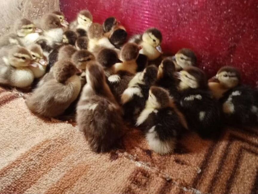 Мускусные утки индоутки индоутята